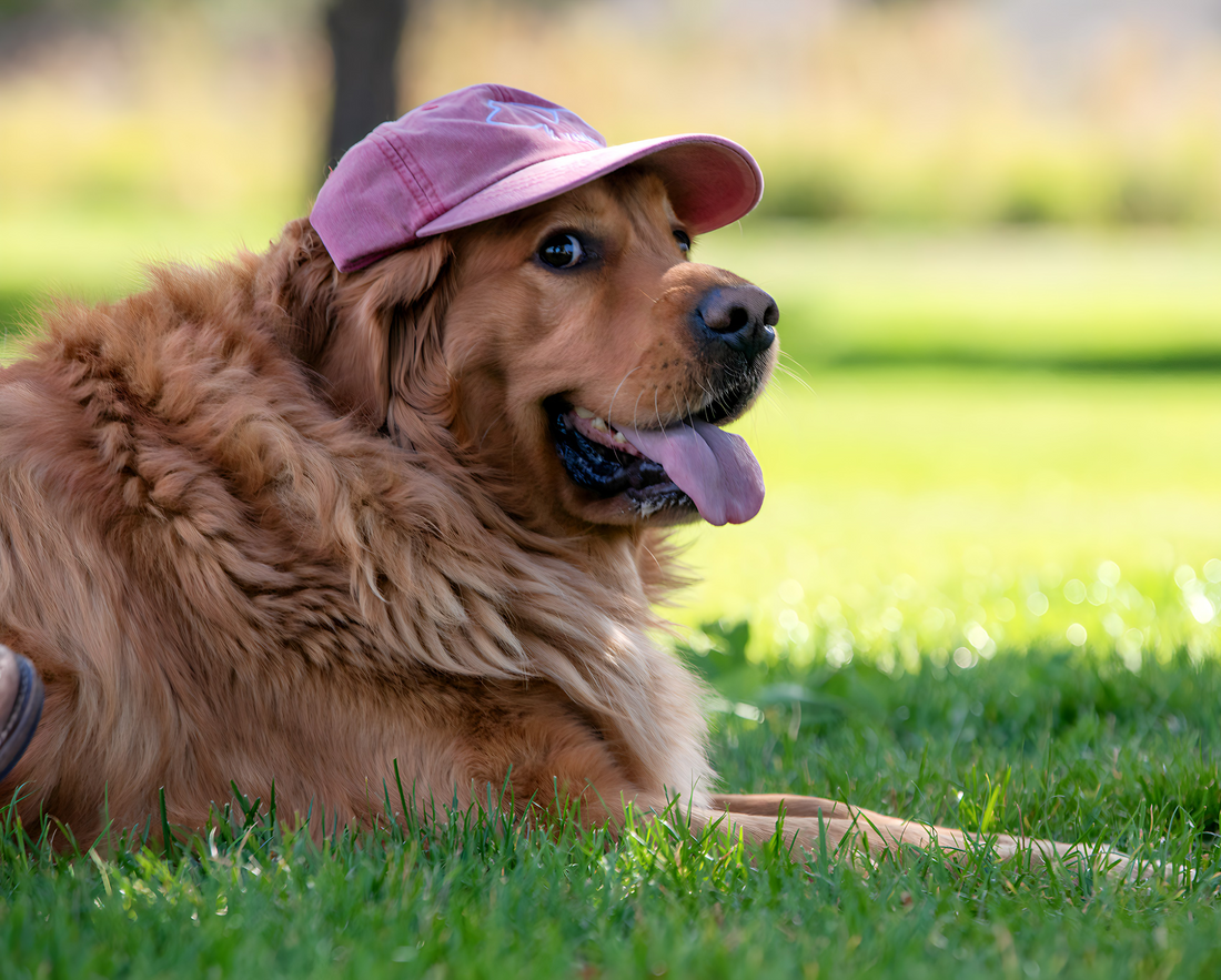 Animal Rescue – Bombay Comfort Clothing